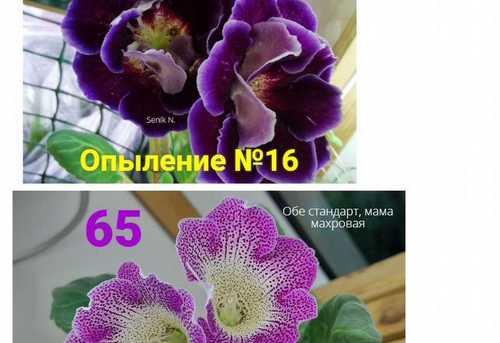 Глоксиния тидея домашние семена часть 2