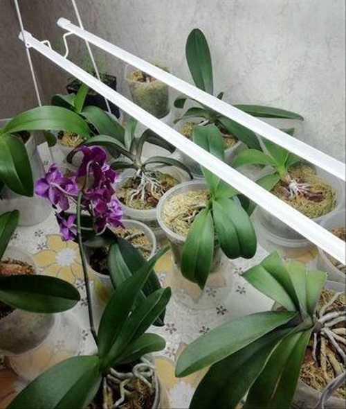 Орхидея фаленопсис оптом 15 штук
