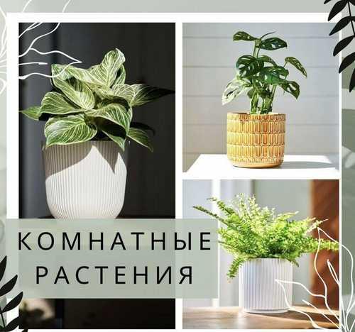 Комнатные растения цветы большие