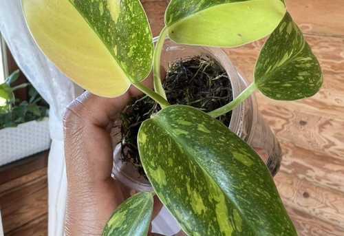 Philodendron green congo variegated