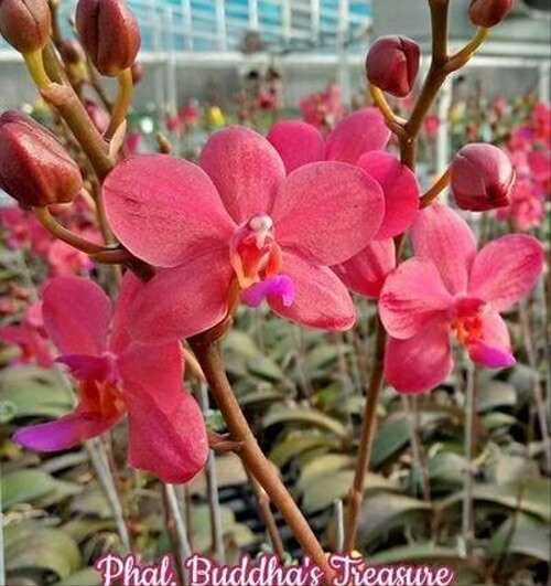 Орхидея фаленопсис сокровища Будды