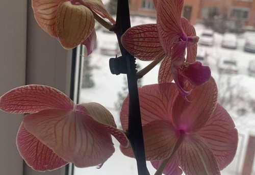 Орхидея на реанимацию