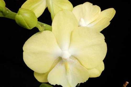 Орхидея фаленопсис YH05115