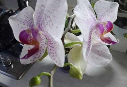 Орхидея фаленопсис Майя