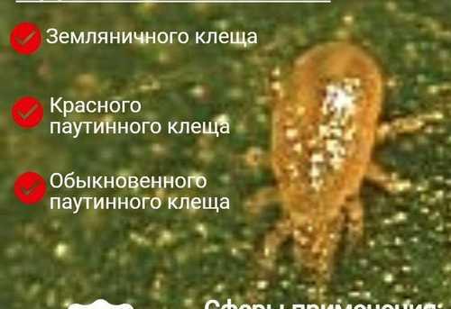 Амблисейус андерсони (Amblyseius andersoni)