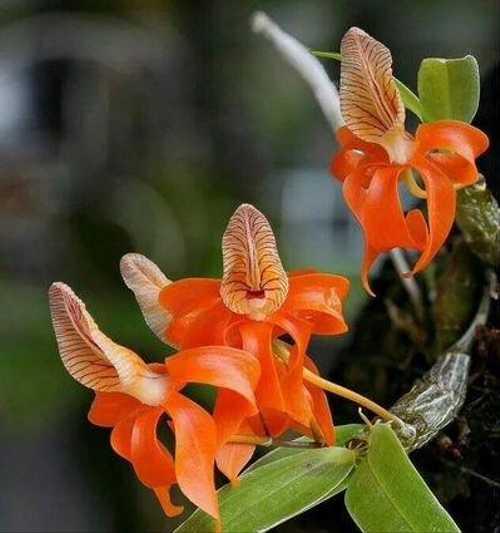 Dendrobium Unicum hybrid (Дендробиум Уникум)