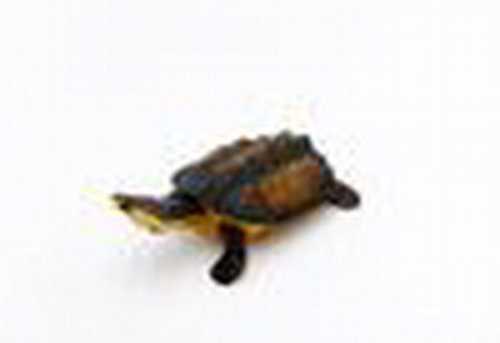 Фигурка M6989 Бахромчатая черепаха (цвета: коричне