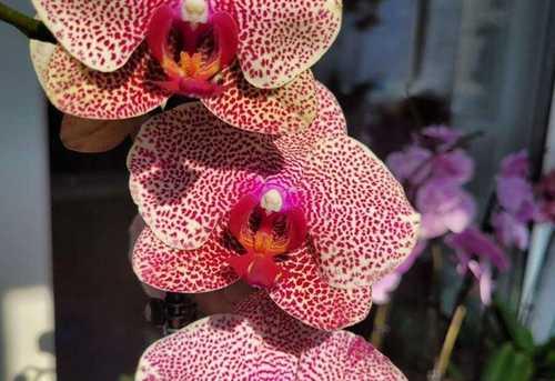 Орхидея фаленопсис сезам