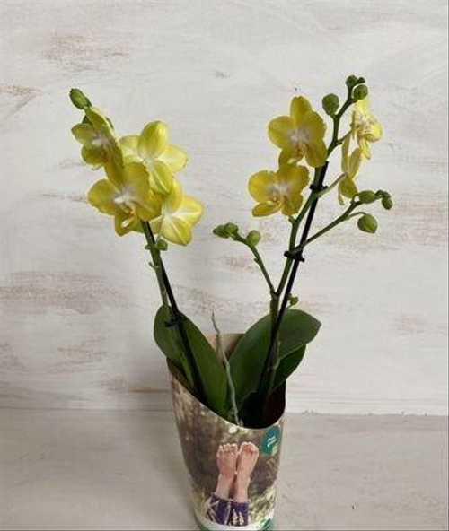 Орхидея фаленопсис желтая 2-х ствольная