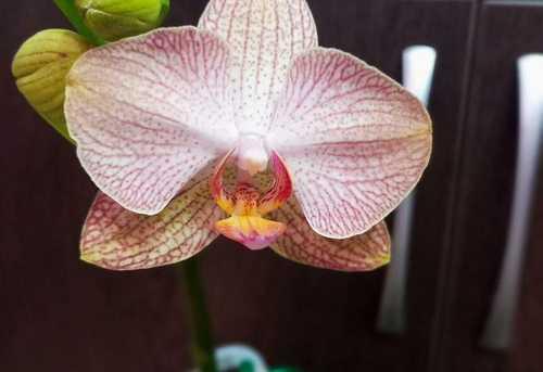 Орхидея фаленопсис Торино