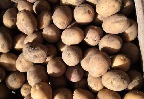 Картофель, свекла свежий урожай