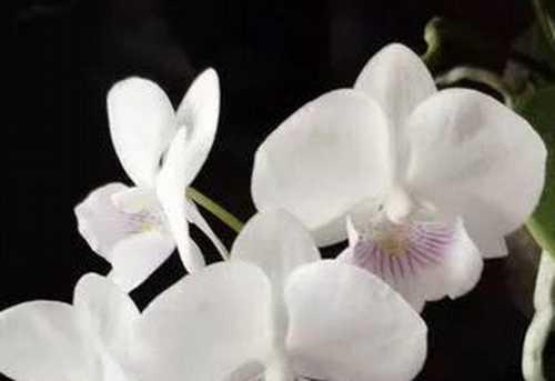 Орхидея цветущая Sogo '5545', Сого Мандала