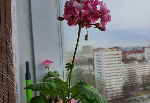 Пеларгония Герань красивая, розовая