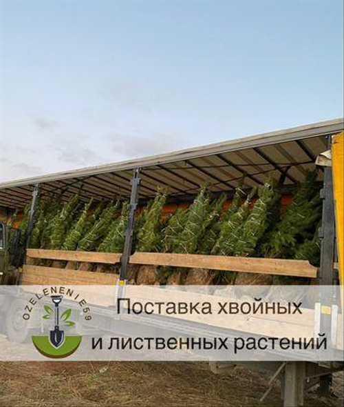 Сосна ель береза крупномер саженцы экстра