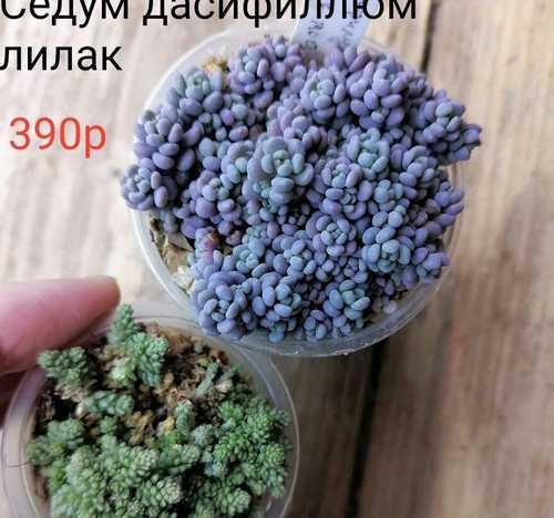 Суккуленты
