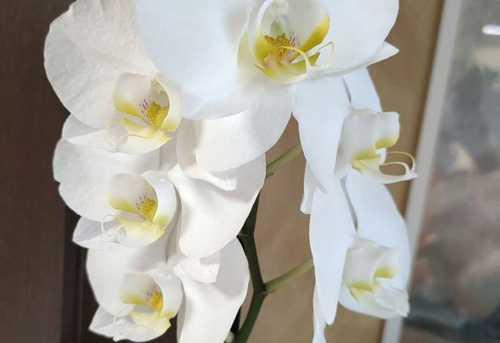 Орхидея фаленопсис. Белая, крупная