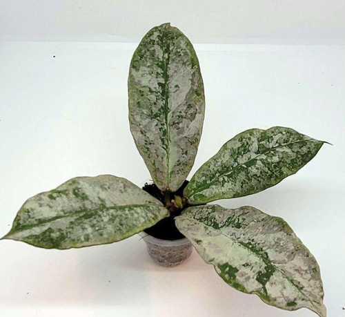 Хойя Mitrata (buntok) silver, sulawesiana albo