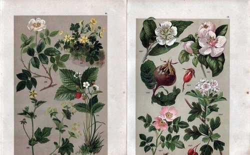 Гравюры. Ботаника. Растения. Цветы. 1899 г. Ч2