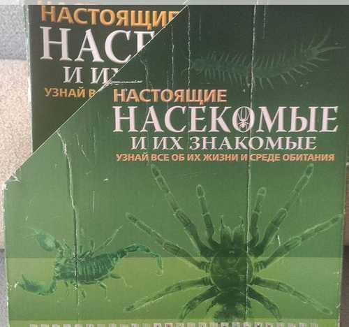 Экзотические насекомые