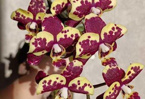 Орхидея фалинопсис Whitney