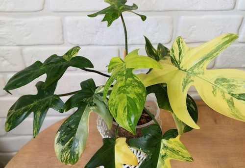 Растения редкие хамедорея, филодендрон, аглаонема