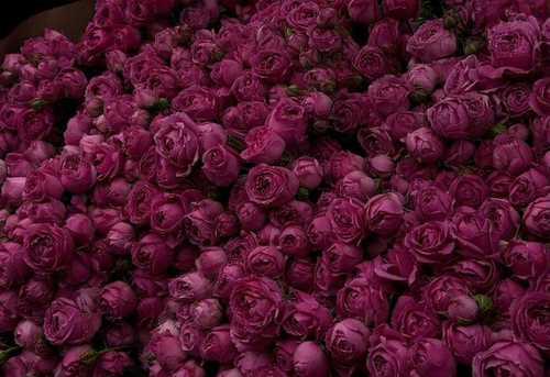 Цветы с доставкой / розы / 101 роза