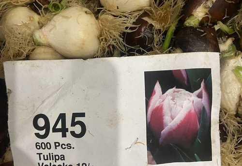 Луковицы тюльпана после выгонки