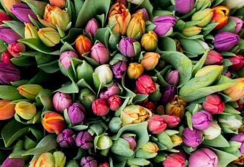 Тюльпаны к 8 марта (бесплатная доставка)