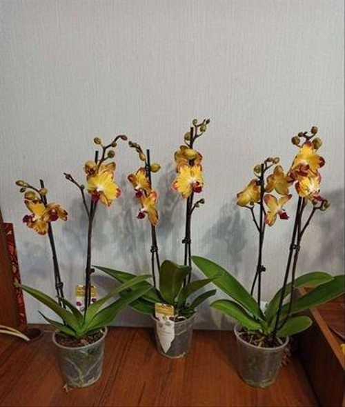 Орхидея фаленопсис Попугай, 2 ствола