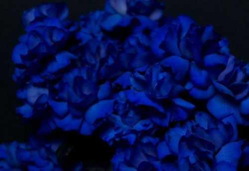 Синяя Французская роза