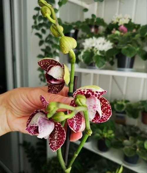Орхидея Фаленопсис Wild Cat пелорик