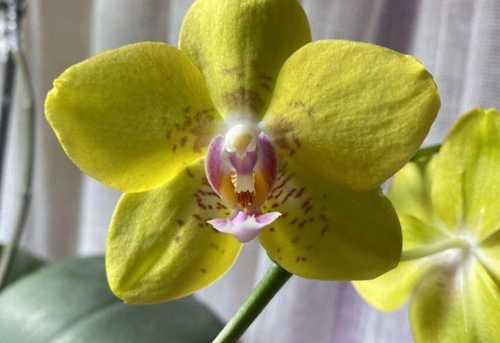 Орхидея фаленопсис Sogo Alania