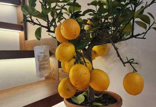 Лимон мейер/ лимонное дерево на новый год