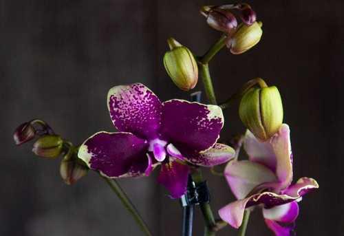 Орхидея Фаленопсис Fleur Blanc 2 ст