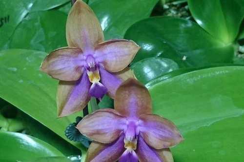 Орхидея MCL139 Phal. Mituo GH King Star ' UV