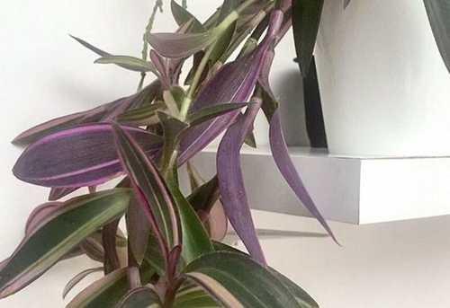 Сеткреазия пурпурная вариегатная (традескануия)