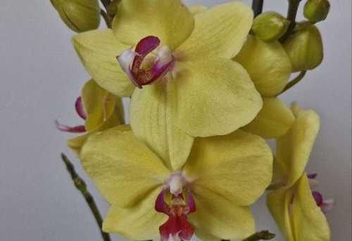 Орхидея жёлтая