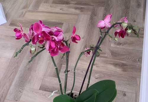 Орхидея фаленопсис пелорик мультифлора