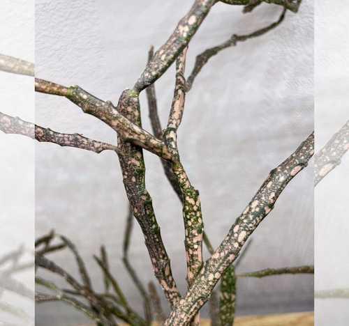 Эуфорбия платиклада (Euphorbia platyclada)
