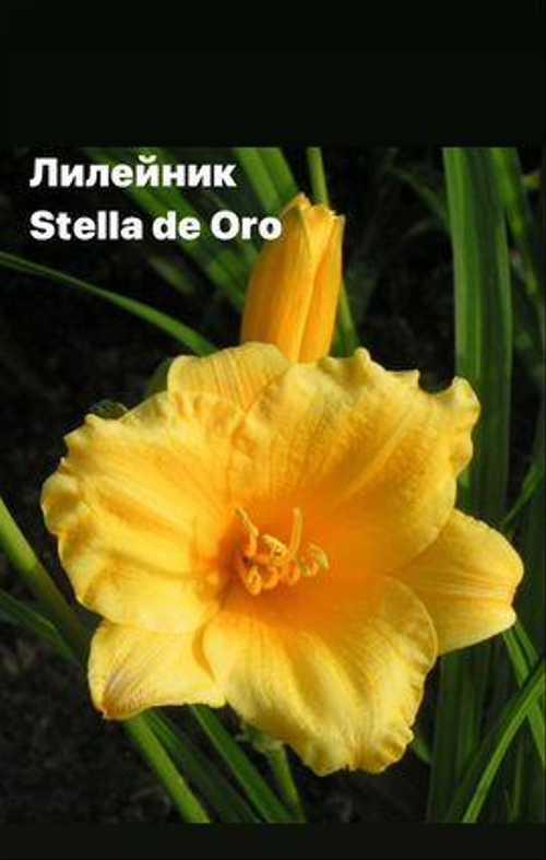 Лилейник сортовой Stella de Oro