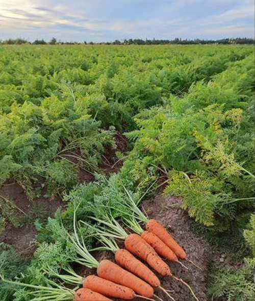 Семена моркови Номерная св 7381 дч F1 (Seminis)
