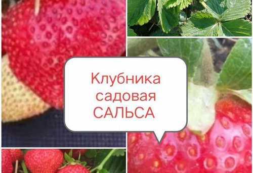 Сальса -Клубника