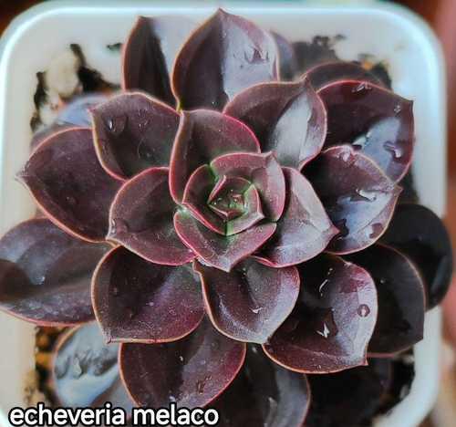 Суккуленты, Эхеверия(echeveria)