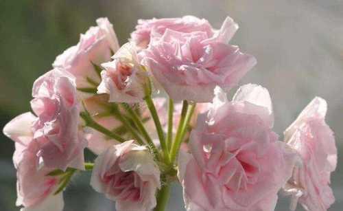 Пеларгония розоцветная сорт "Леди Гертруда"