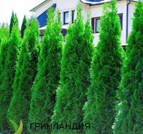 Туя 200 см