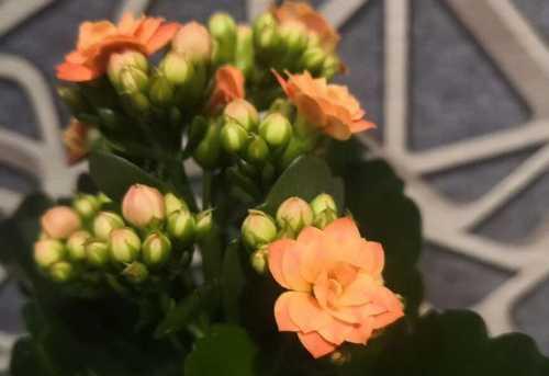 Каланхоэ комнатные растения цветы