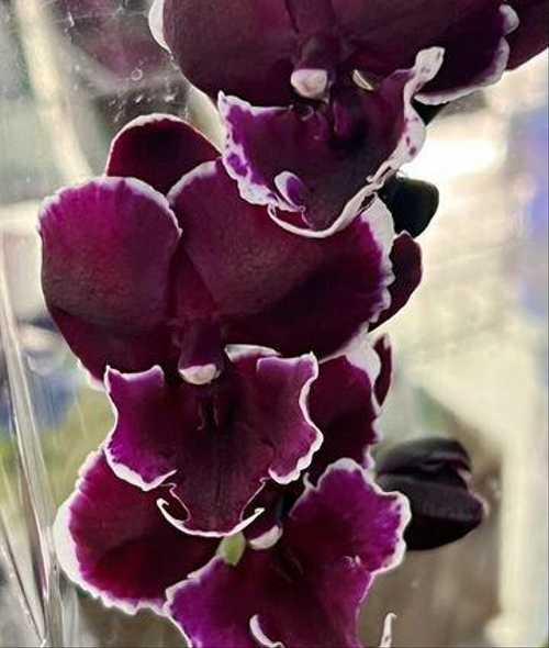 Орхидея фаленопсис Younghome pearl биглип