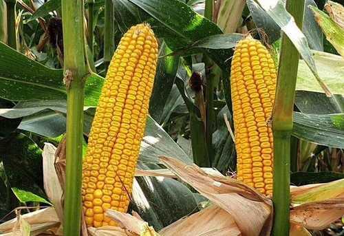 Семена кукурузы си Энермакс, фао 340