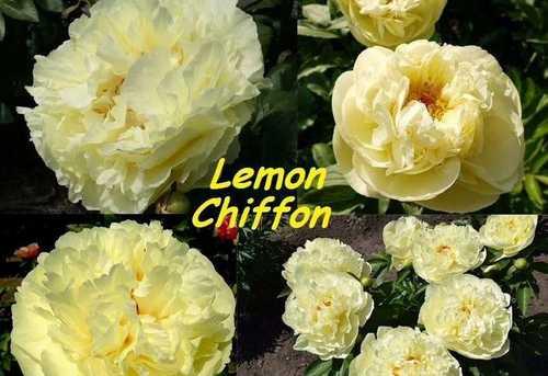 Пионы lemon chiffon корни продаю