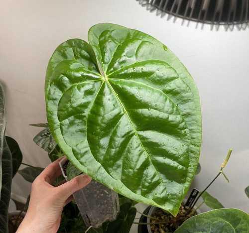 Антуриум magnificum x moronense x luxurians